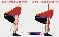 Long Arms vs. Short Arms Deadlift – PowerliftingToWin