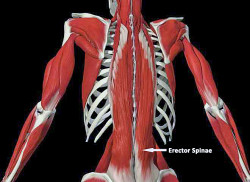 Deadlift Form: Sumo vs Conventional, Round Back vs Flat Back ...