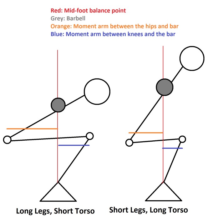 High Bar vs. Low Bar Squats for Powerlifting – PowerliftingToWin